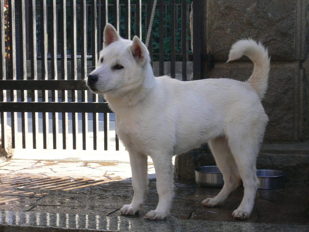 Chien japonais : Akita, Kai, Kishu, Shiba, Shikoku, Hokkaido